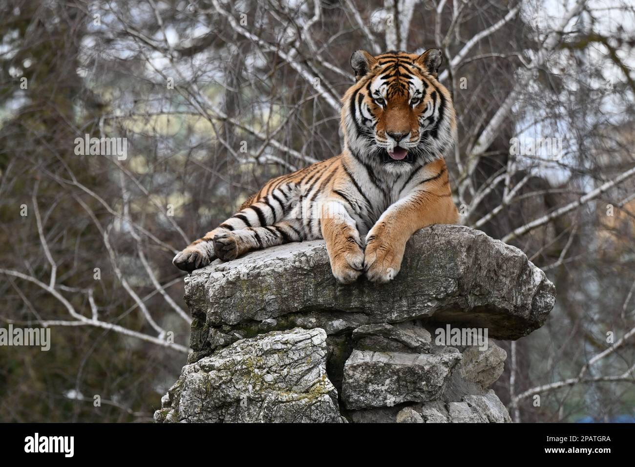 Tigers in enclosure hi-res stock photography and images - Alamy