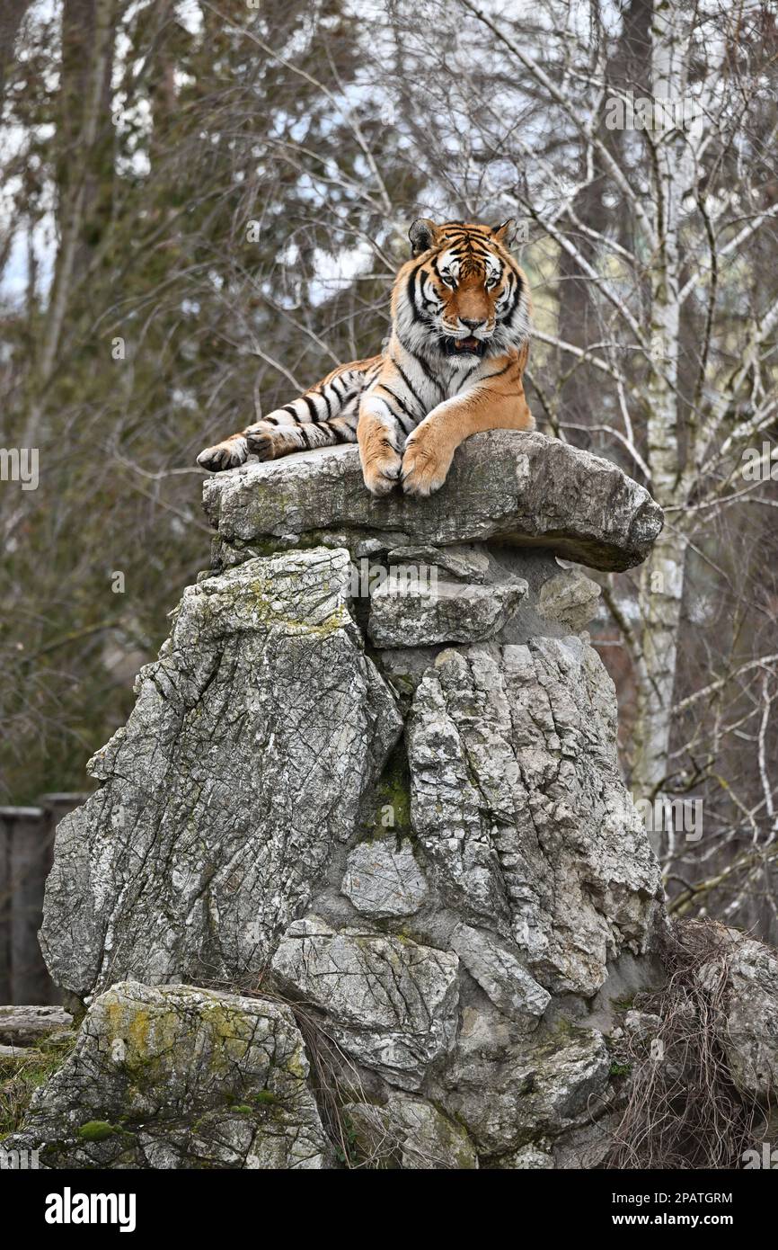 The Siberian Tigers in their outdoor enclosure in Hodonin zoo, Czech ...
