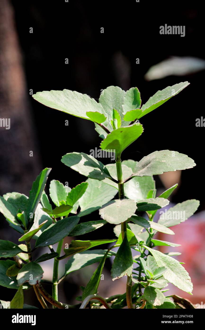 Life cycle of tree hi-res stock photography and images - Alamy