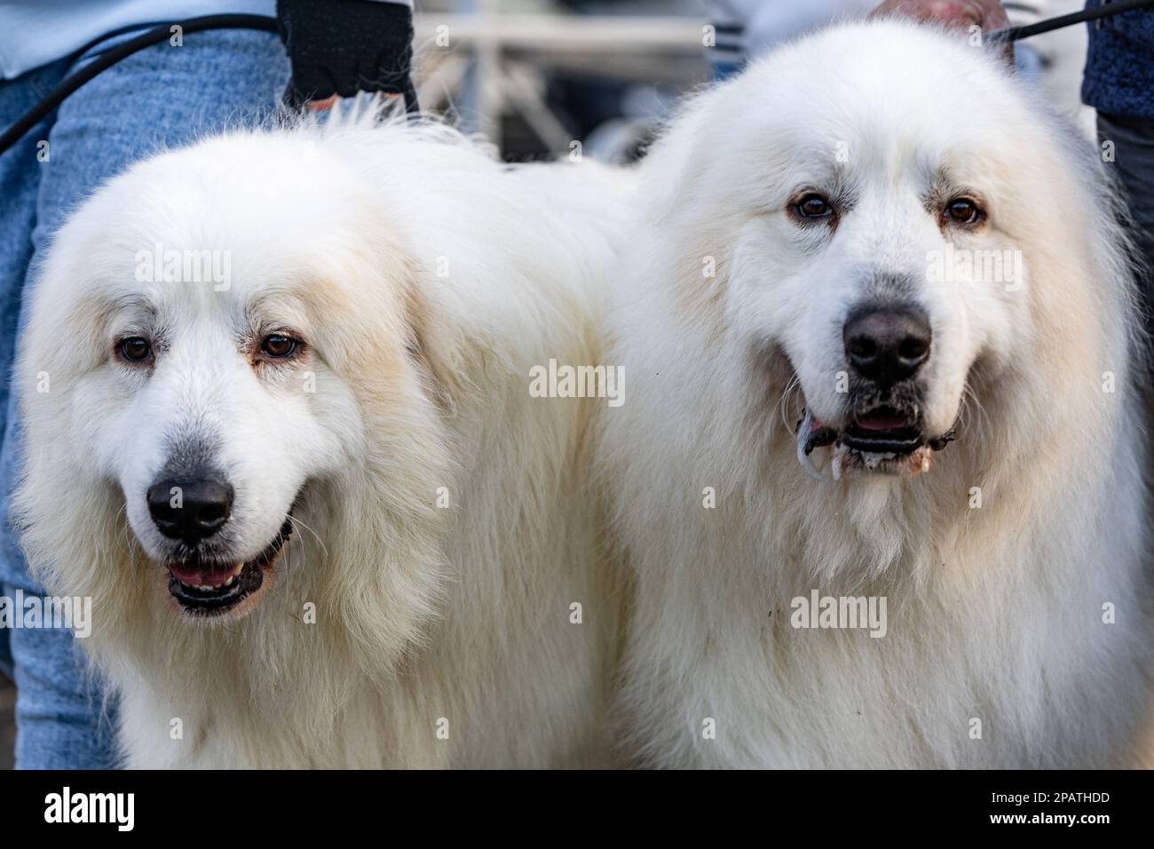 Birmingham, UK. 12 March 2023. Two Great Pyrenees dogs arrive for the ...
