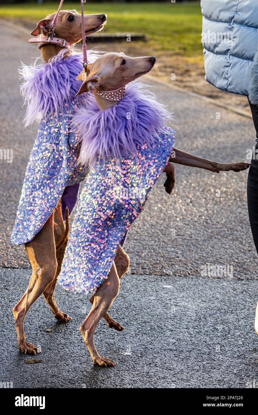 Birmingham, UK. 12 March 2023. Italian Greyhounds arrive dressed to ...