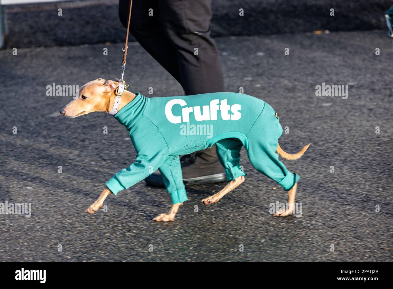 Birmingham, UK. 12 March 2023. Italian Greyhounds arrive dressed to ...