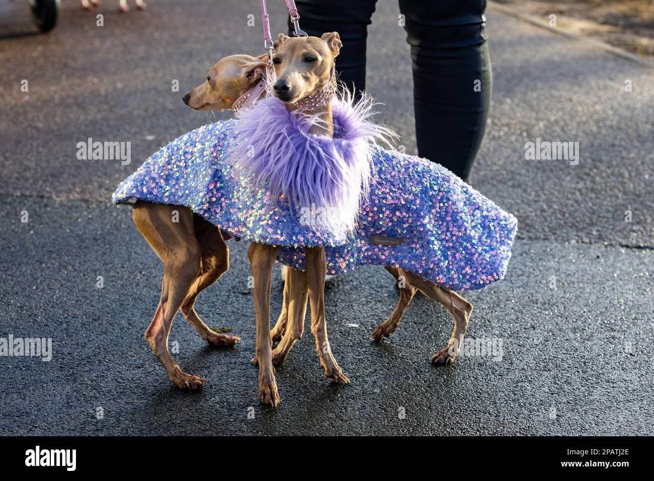 Birmingham, UK. 12 March 2023. Italian Greyhounds arrive dressed to ...