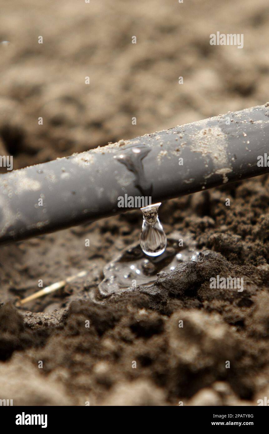 A drop of water leaks at a farm in Alanje, west of Panama City ...