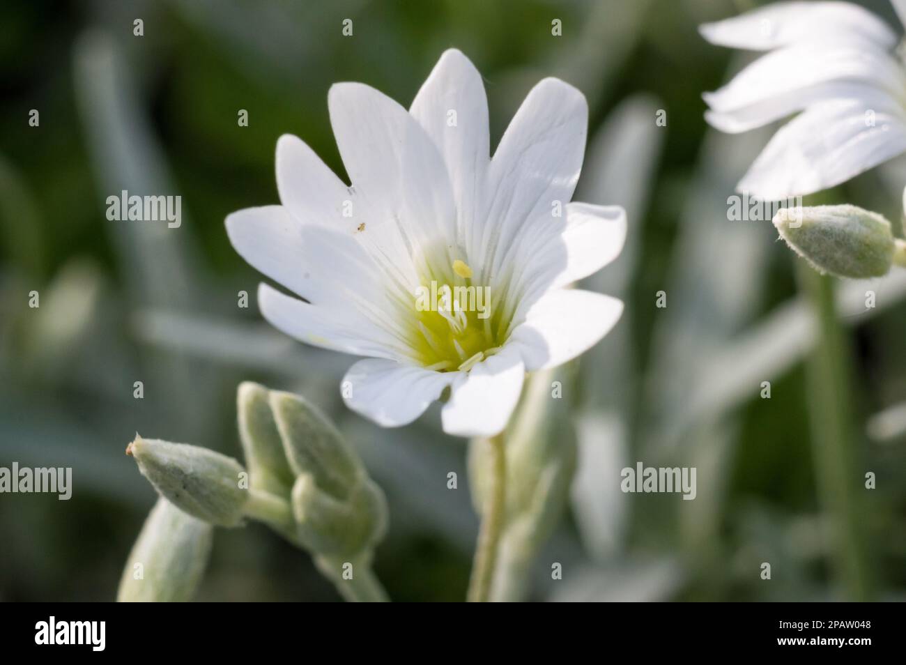 single flower of mouse-ear chickweed white bloom Stock Photo - Alamy