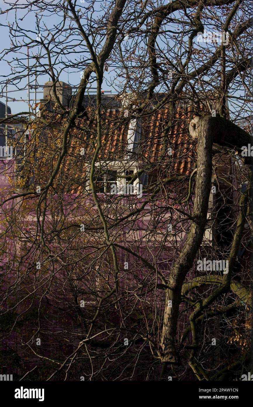 View on the chestnut tree which comforted Anne Frank while she hid from ...