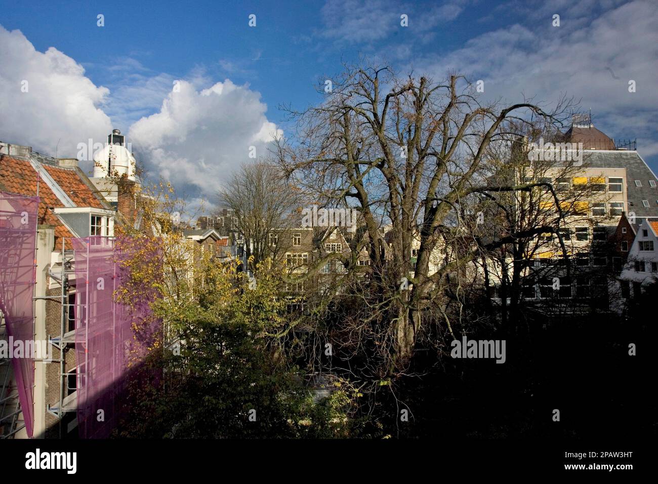 Anne Frank Chestnut Tree Seedlings