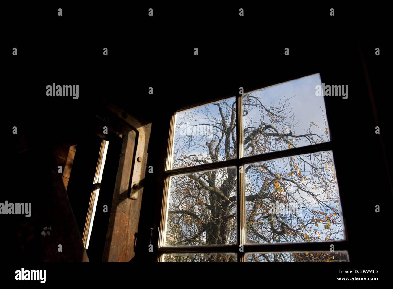 View of the chestnut tree which comforted Anne Frank while she hid from ...