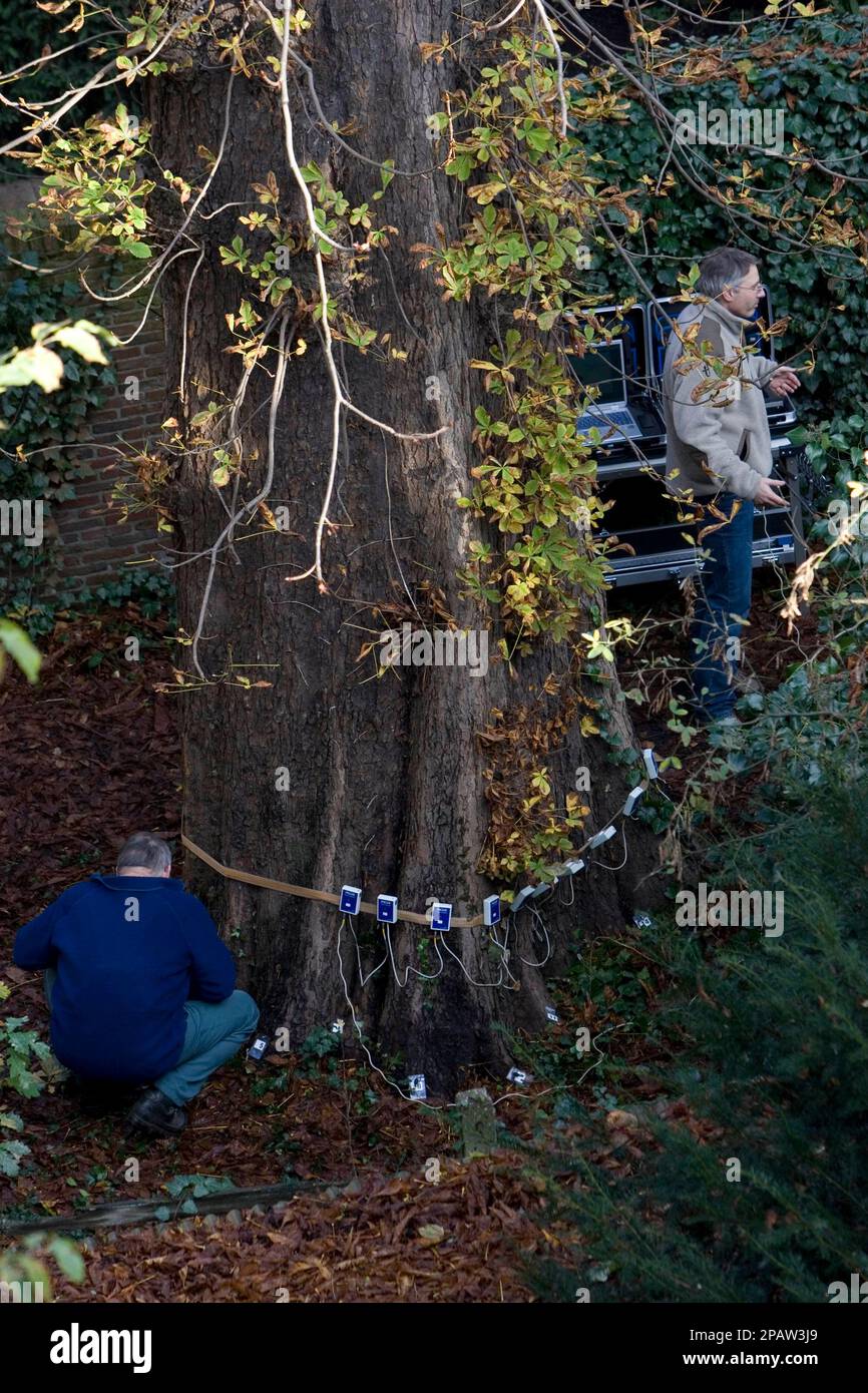 Tree experts examine the chestnut tree which comforted Anne Frank while ...