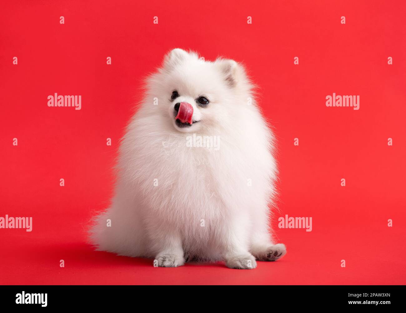 Portraite of cute fluffy puppy of pomeranian spitz. Little smiling dog ...
