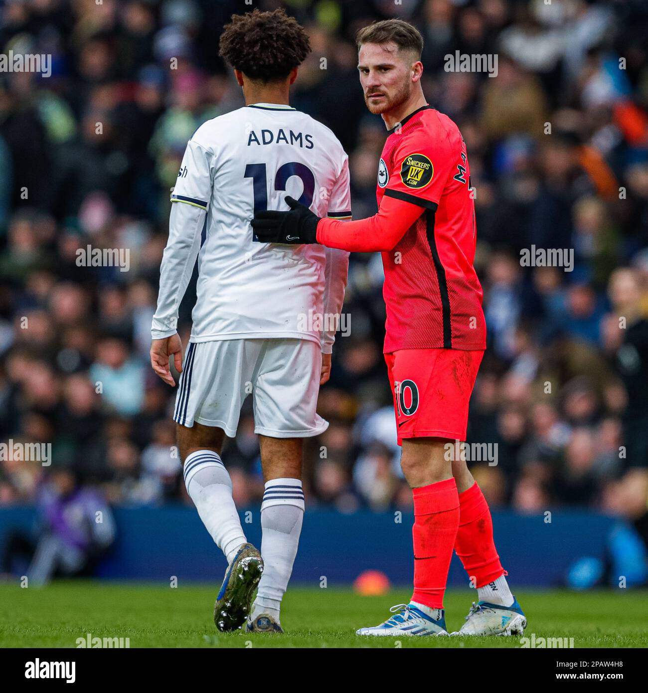 Alexis Mac Allister #10 of Brighton & Hove Albion pats Tyler Adams #12 ...