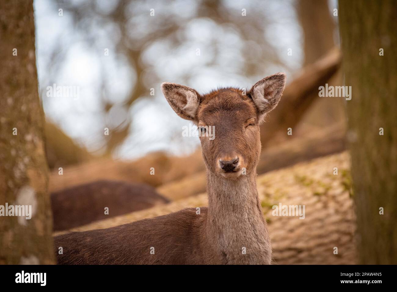 Winking animals hi-res stock photography and images - Alamy