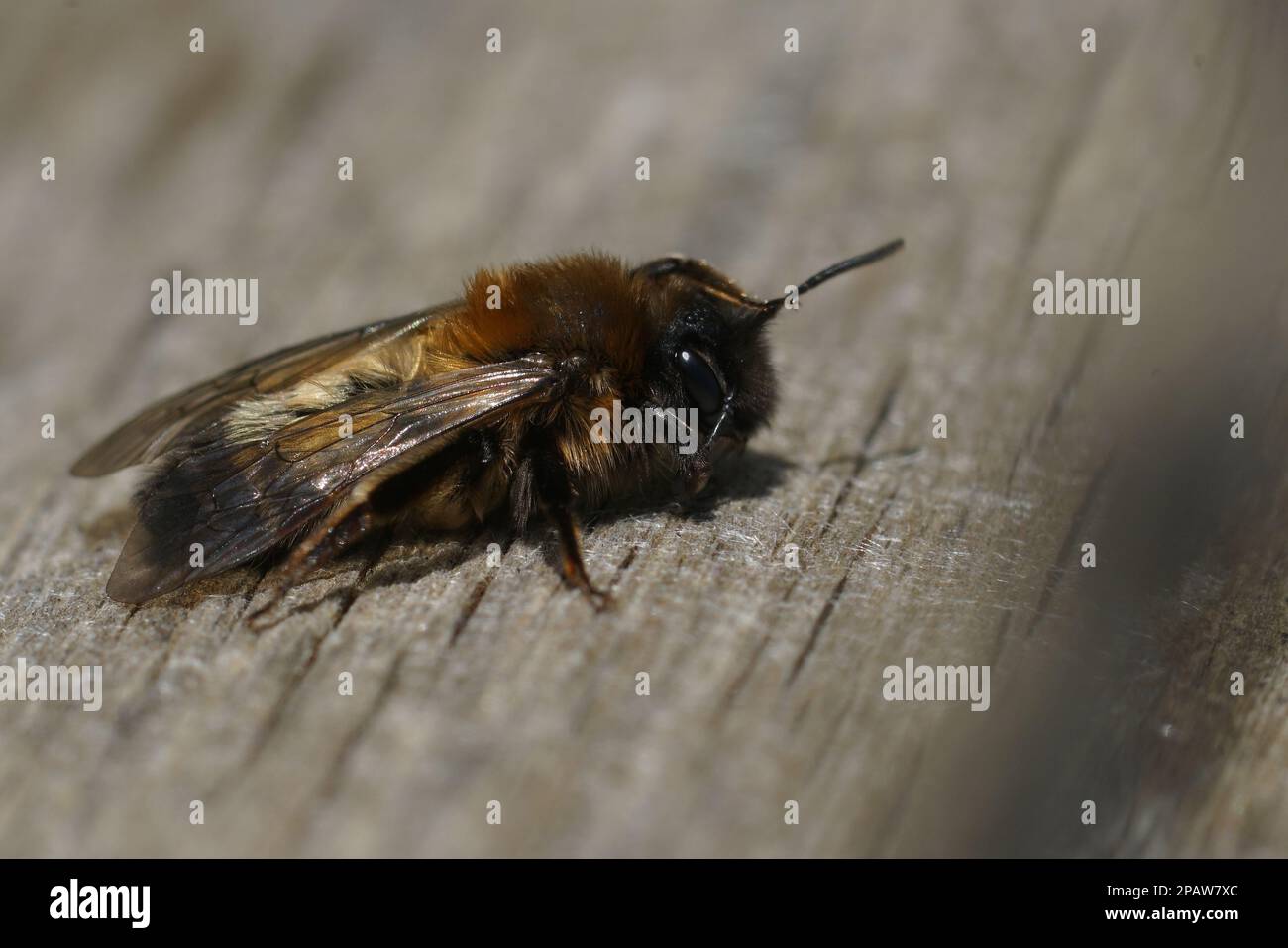 Large sallow mining bee andrena apicata hi-res stock photography and ...