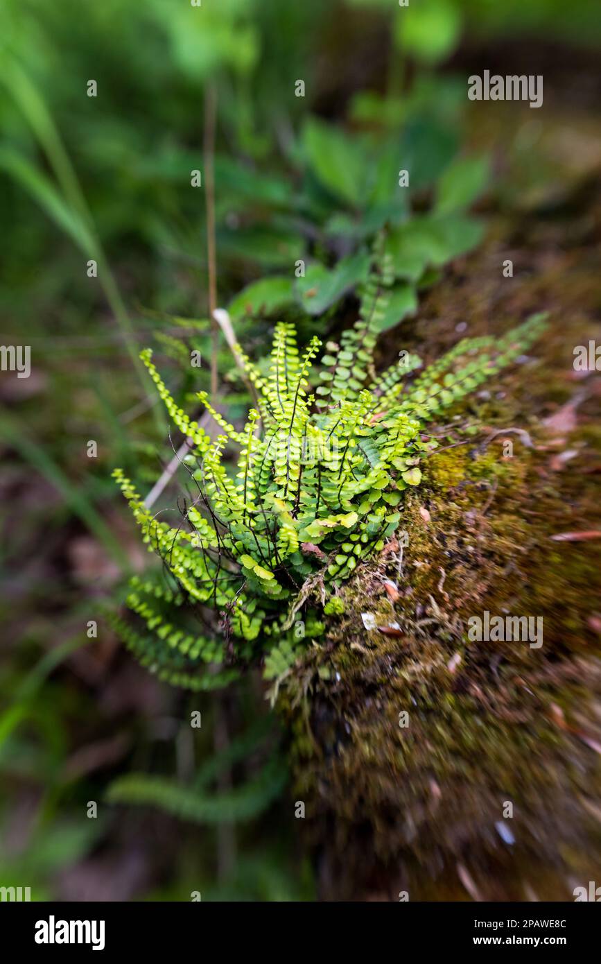 common maidenhair growing on moosy rock Stock Photo - Alamy