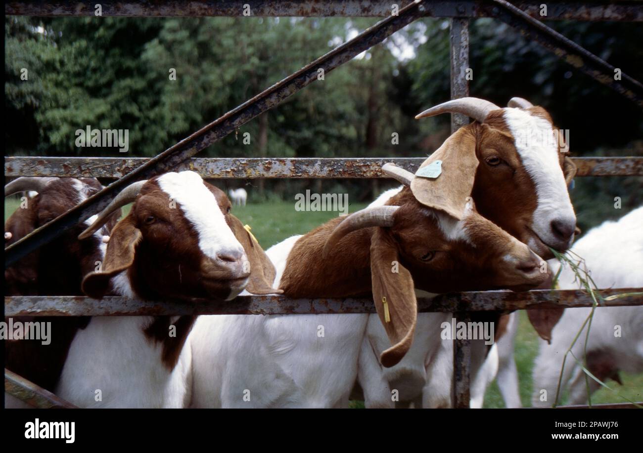 Mad goat hi-res stock photography and images - Alamy