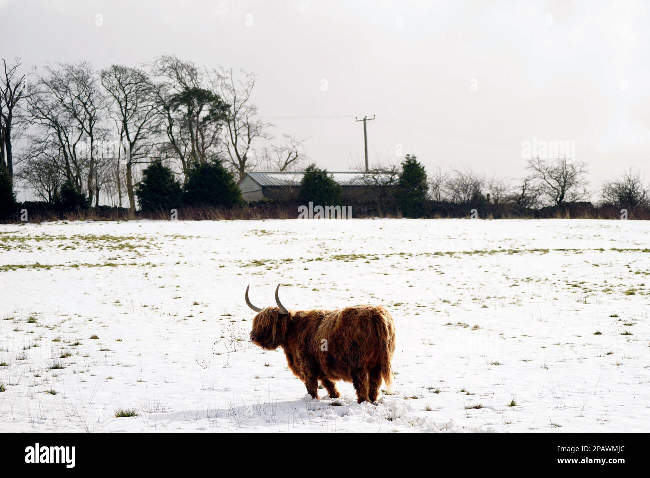 A highland cow in snowy conditions near Menwith Hill in North Yorkshire ...