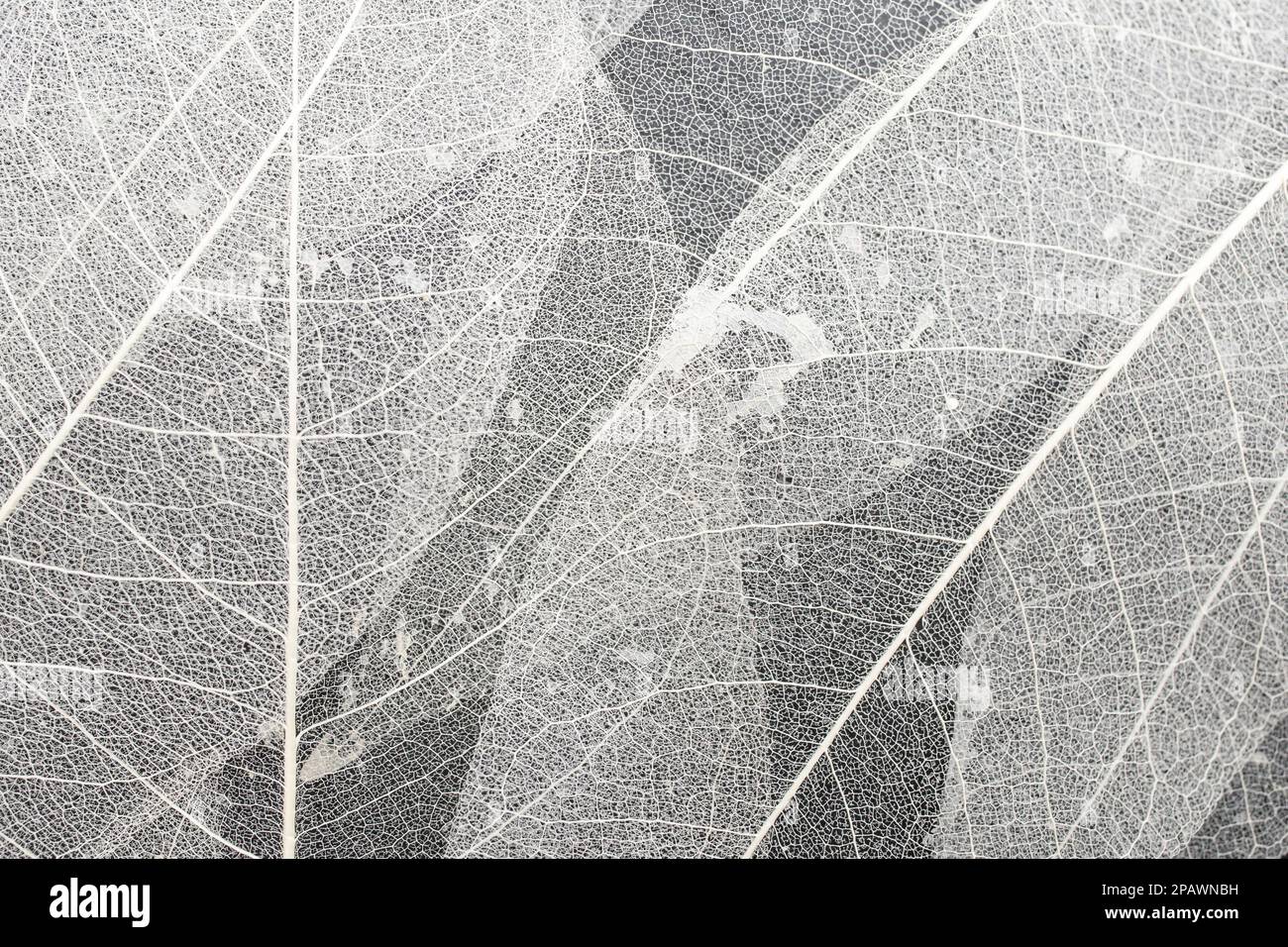 Close up of fiber structure of dry leaves texture background. Cell ...
