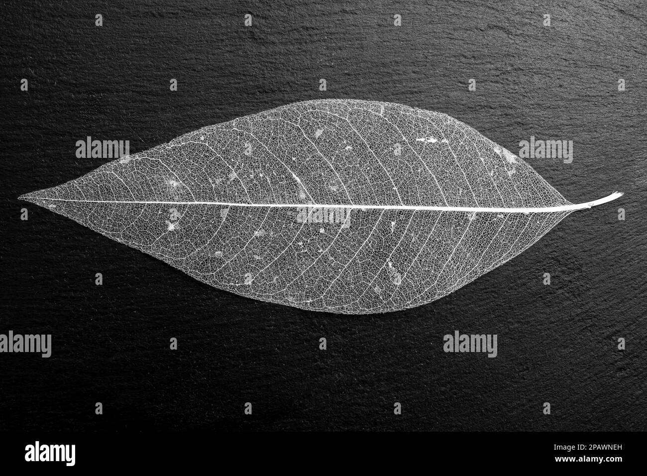 Beautiful decorative skeleton leaf on black stone tile texture ...