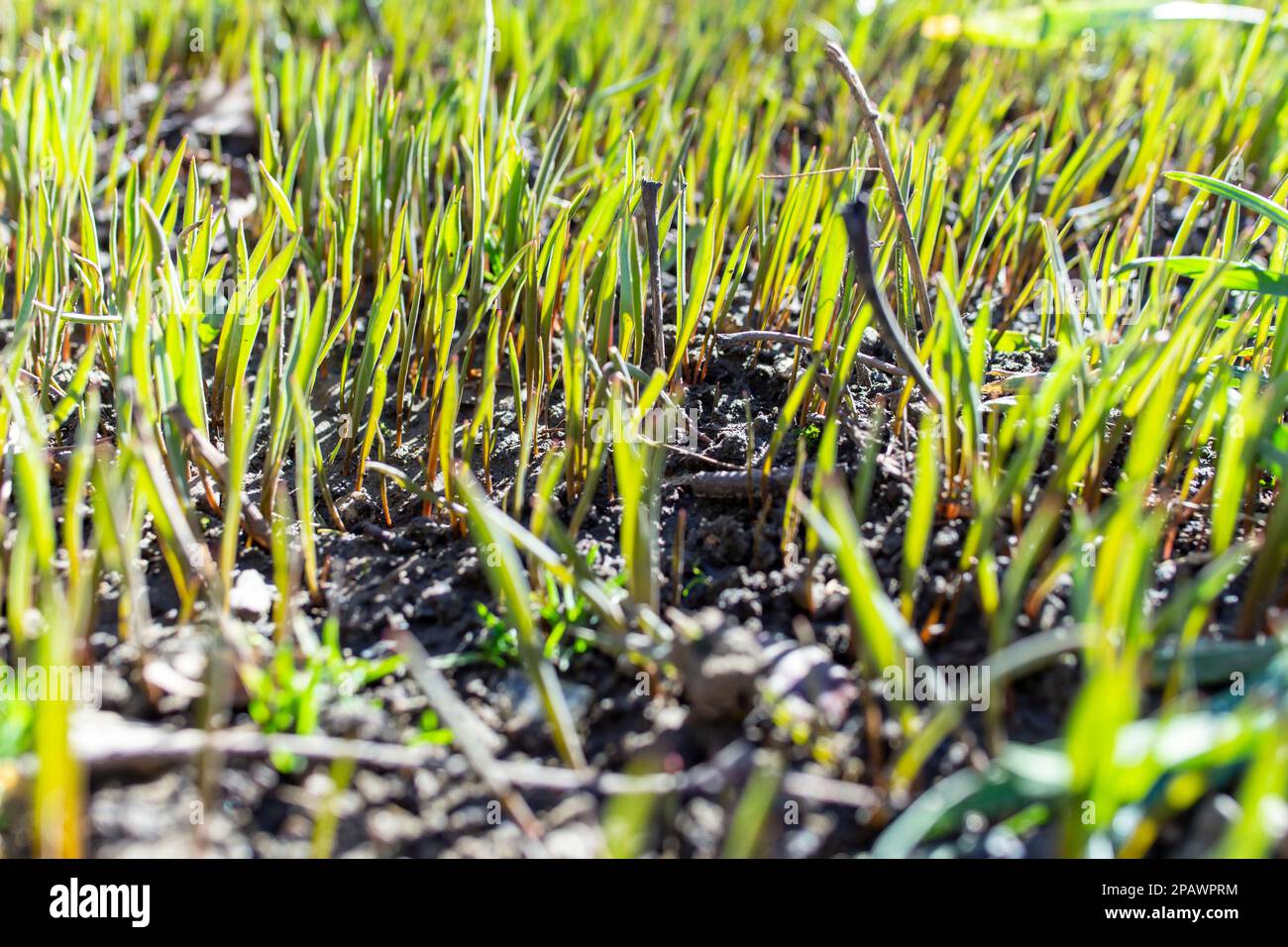 The new grass grows back on the ground after winter, early spring ...