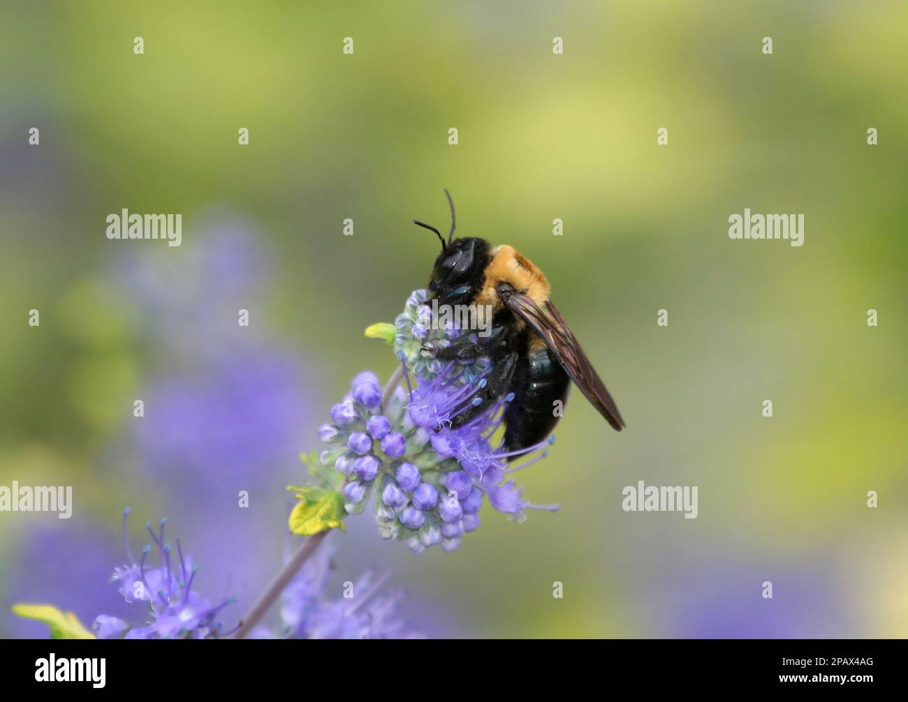 Indiana wild flowers hi-res stock photography and images - Alamy