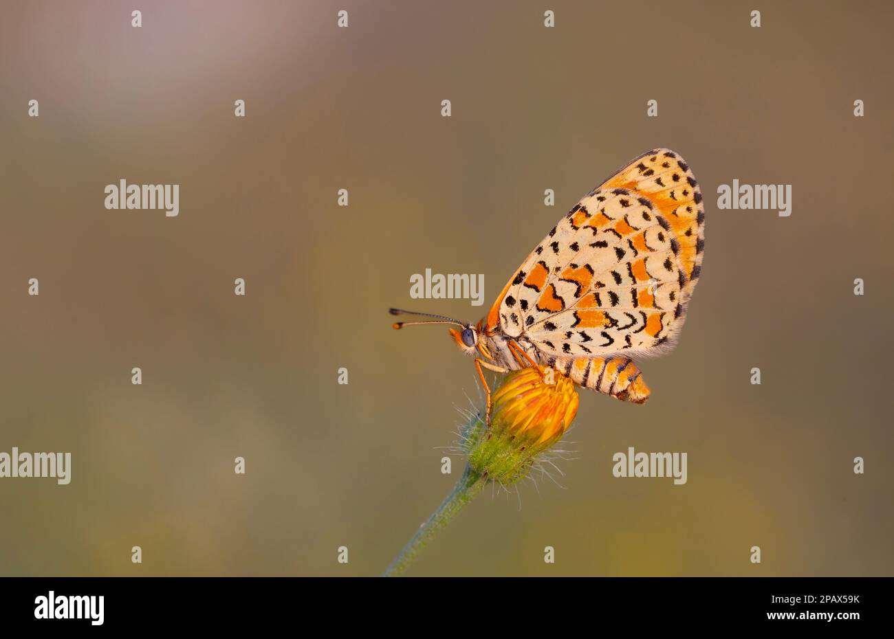Beautiful iparhan butterfly ; Melitaea trivia ( Syriaca Stock Photo - Alamy