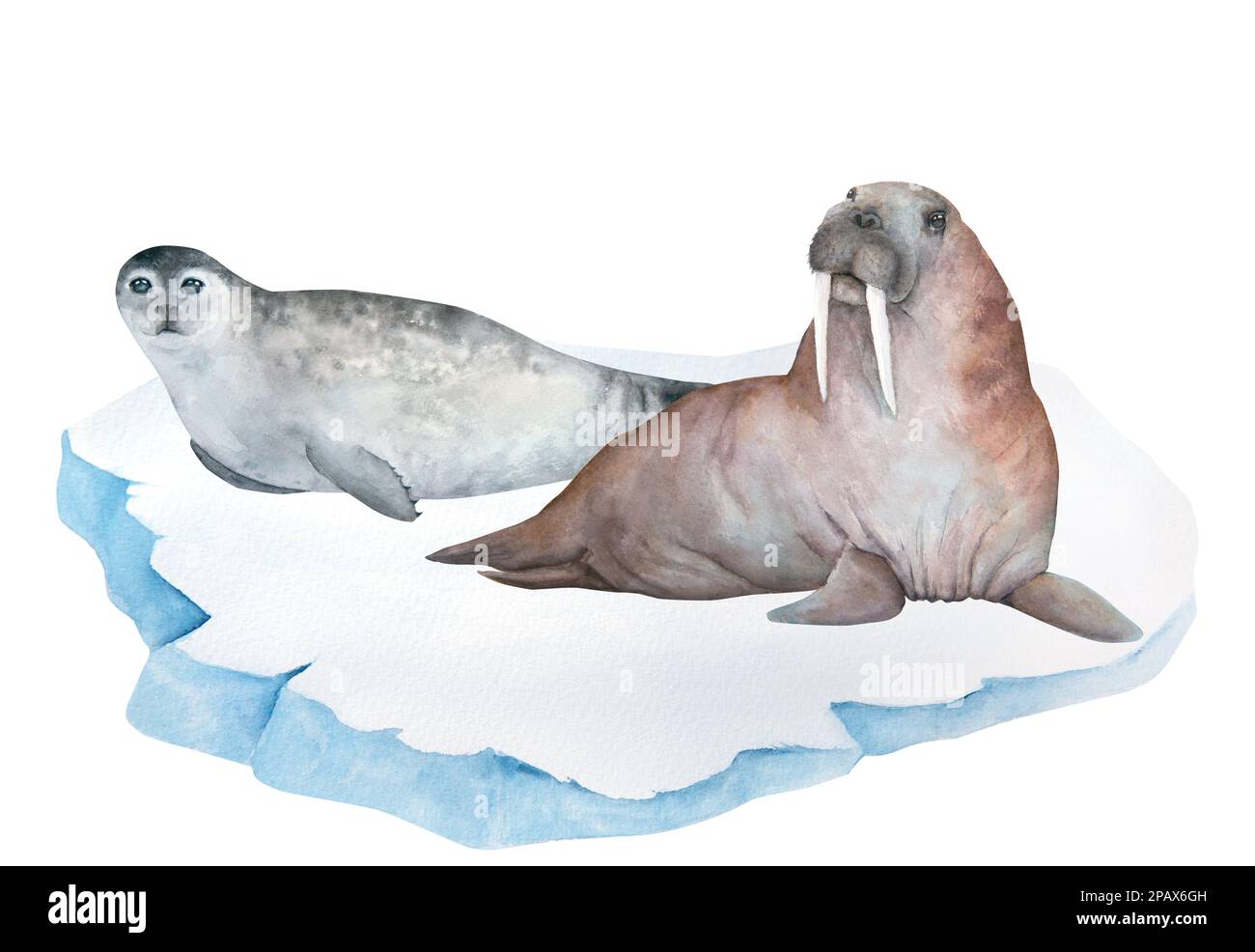 Walrus, seal on ice watercolor illustration isolated on white ...