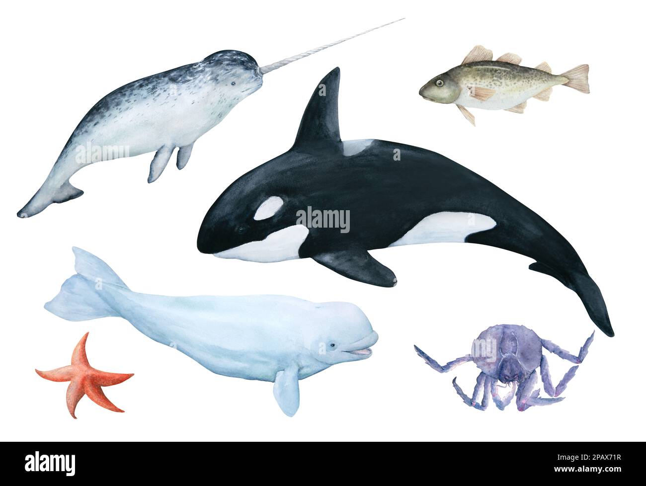 watercolor illustration set. North sea animals and fishes. Orca, white ...