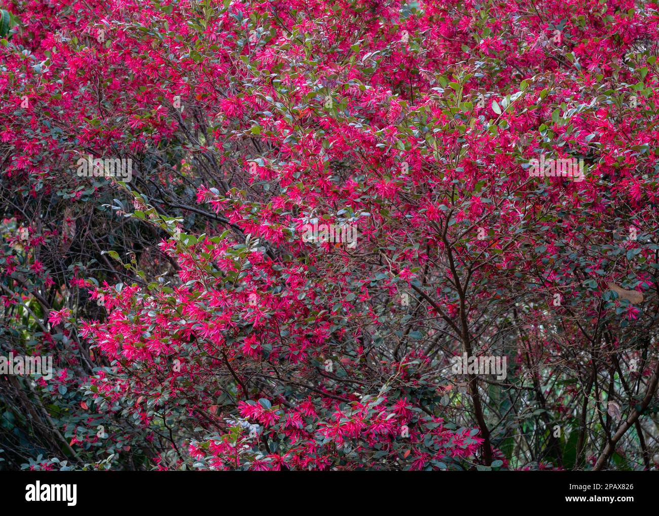View of colorful loropetalum chinense tree, aka loropetalum, chinese ...