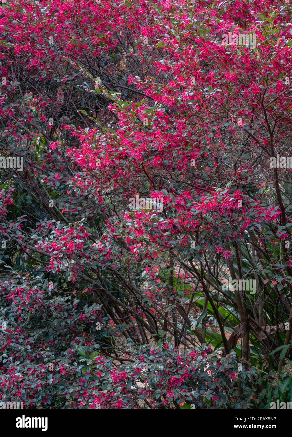Vertical view of loropetalum chinense, aka loropetalum, chinese fringe ...
