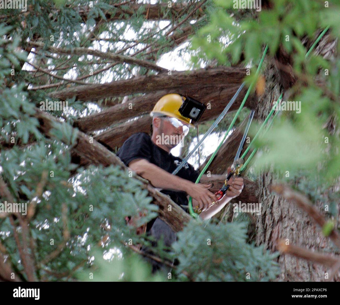 Climber Chris Bruehner of Barlett Tree Experts, positions himself to ...