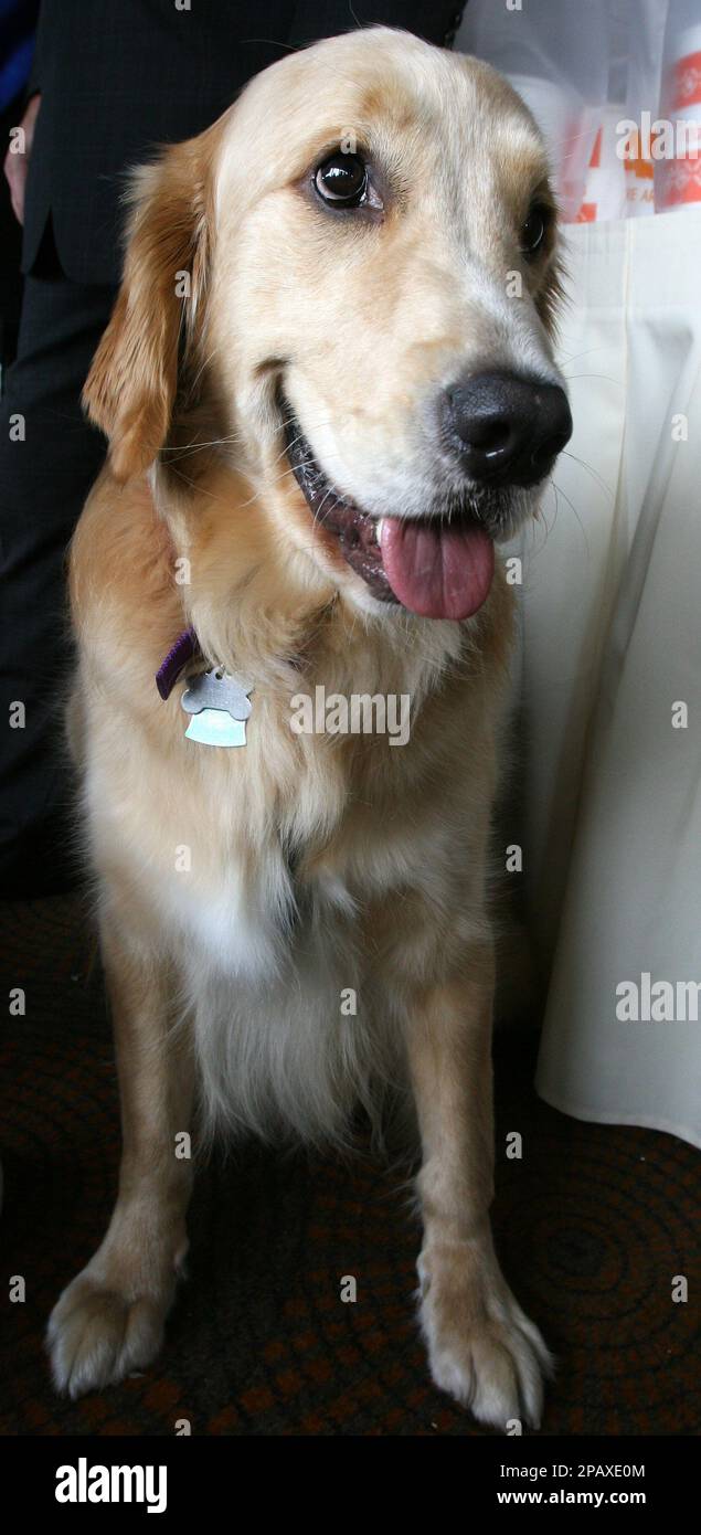 Golden retriever Toby waits for the start of the 2007 ASPCA Humane ...