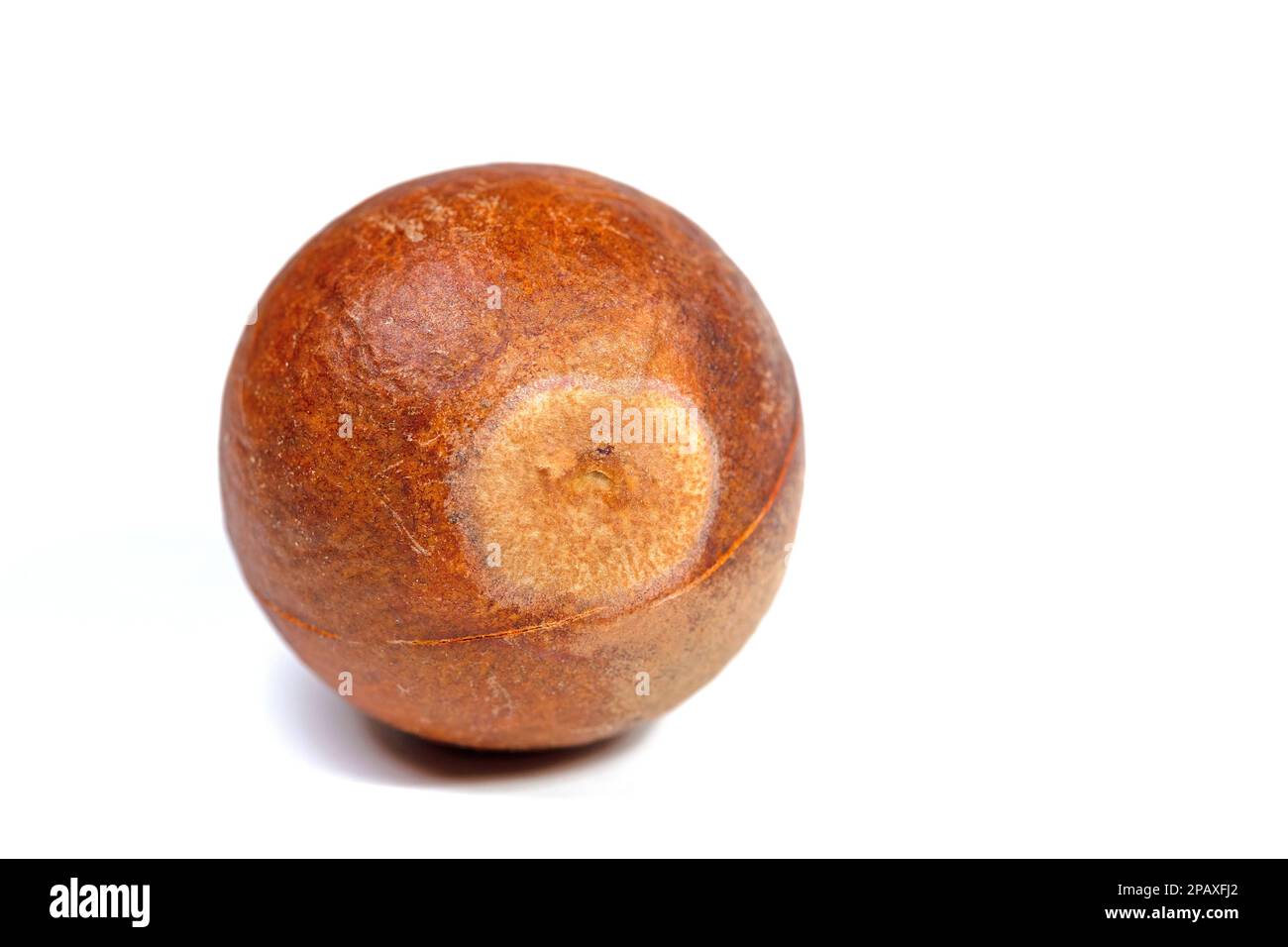 Avocado core isolated against white background Stock Photo - Alamy