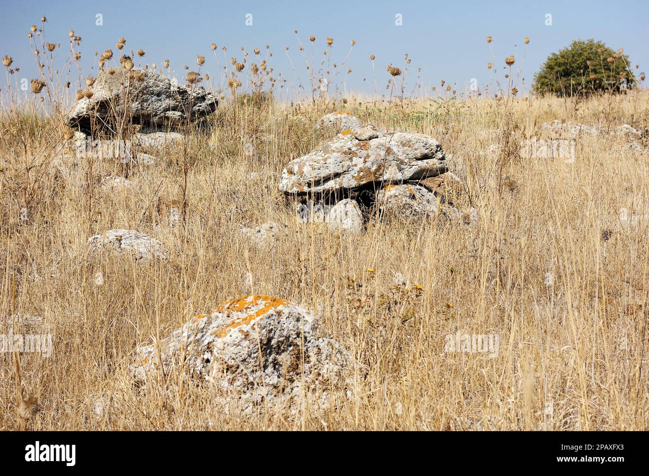 Gamla Nature Reserve in Israel - the ancient city and the tallest ...