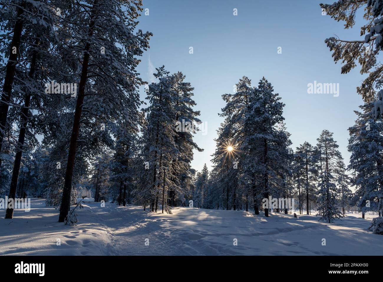 Path through the winterly forest in Rovaniemi, Finland Stock Photo - Alamy