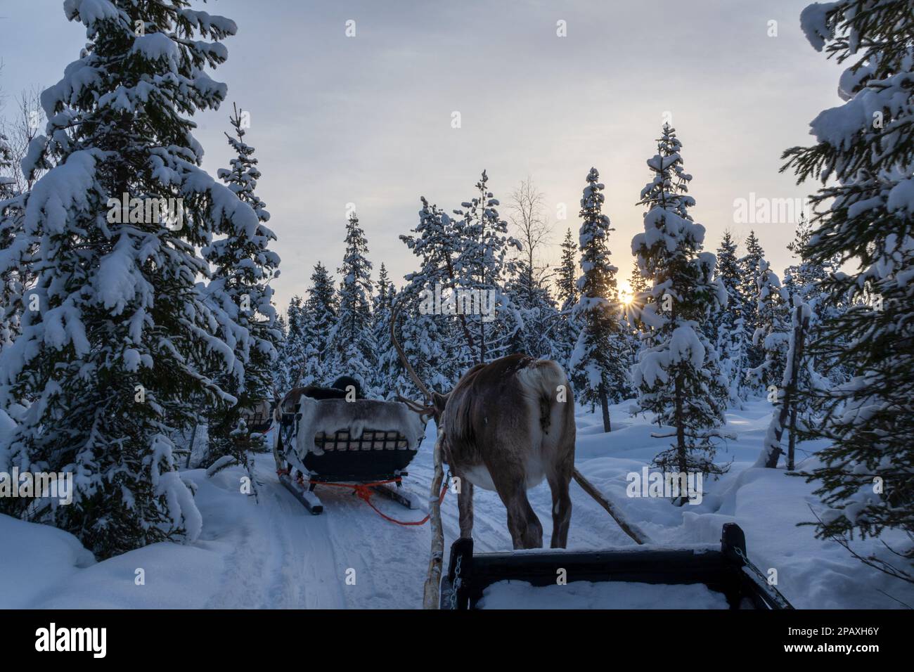 Finnish forest reindeer hi-res stock photography and images - Alamy