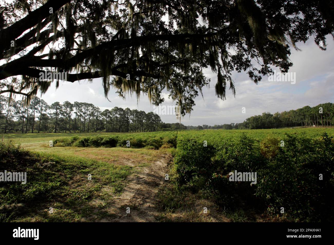 The tabasco peppers that are used in the making of Tabasco sauce grow ...