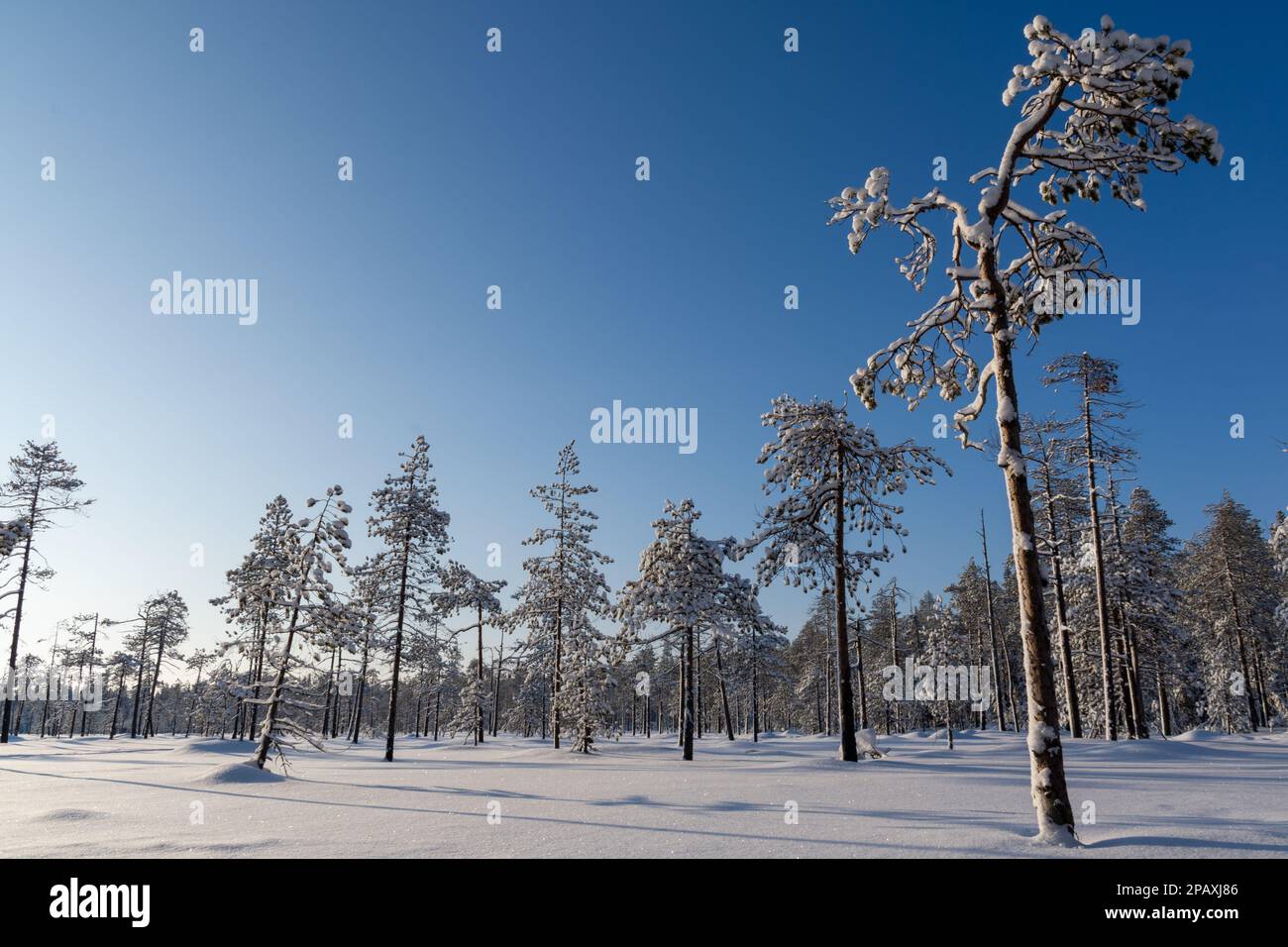 Single trees in a winterly landscape in Finnish Lapland Stock Photo - Alamy