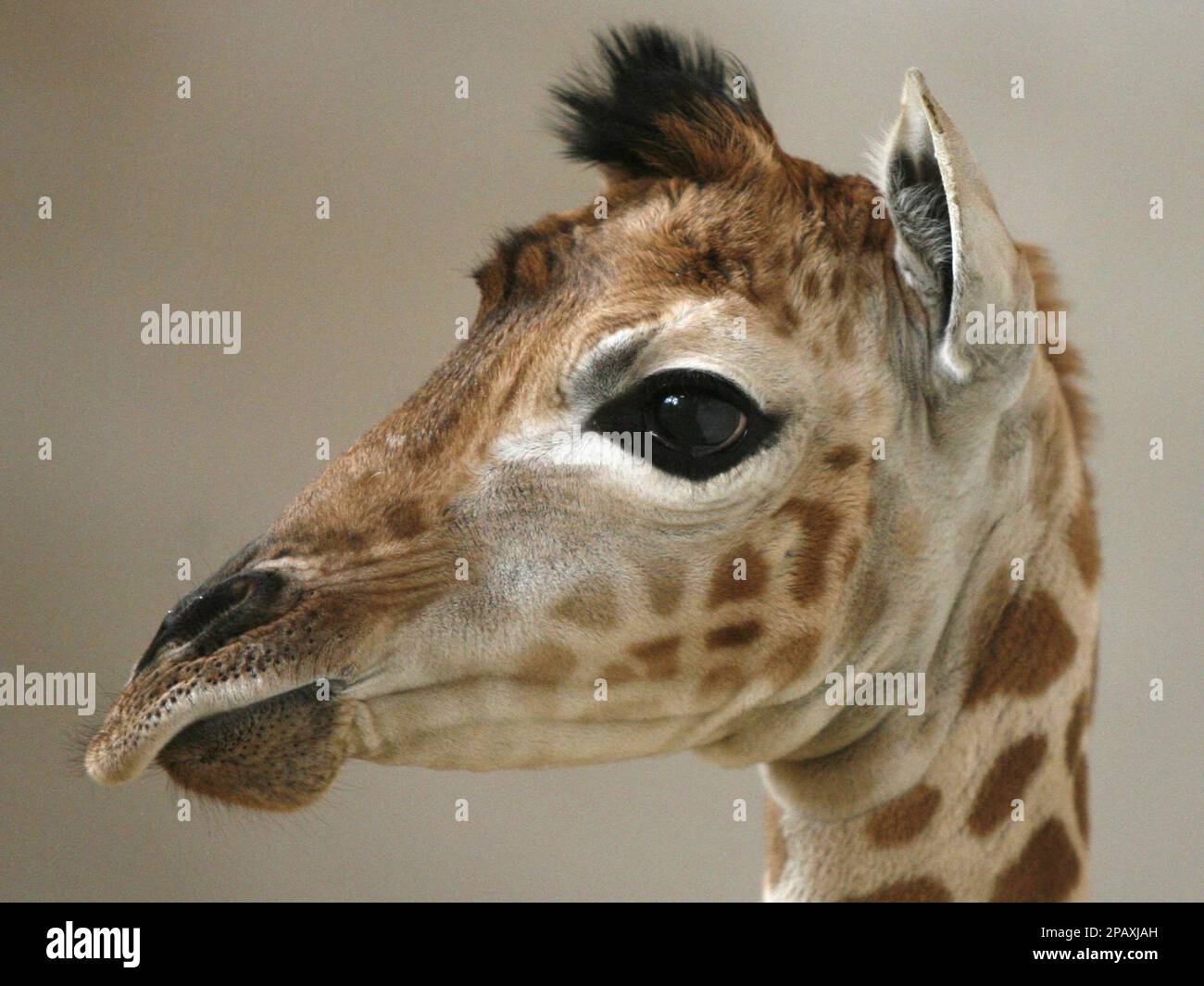 A newborn Rothschild giraffe (Giraffa camelopardalis rothschildi) is ...