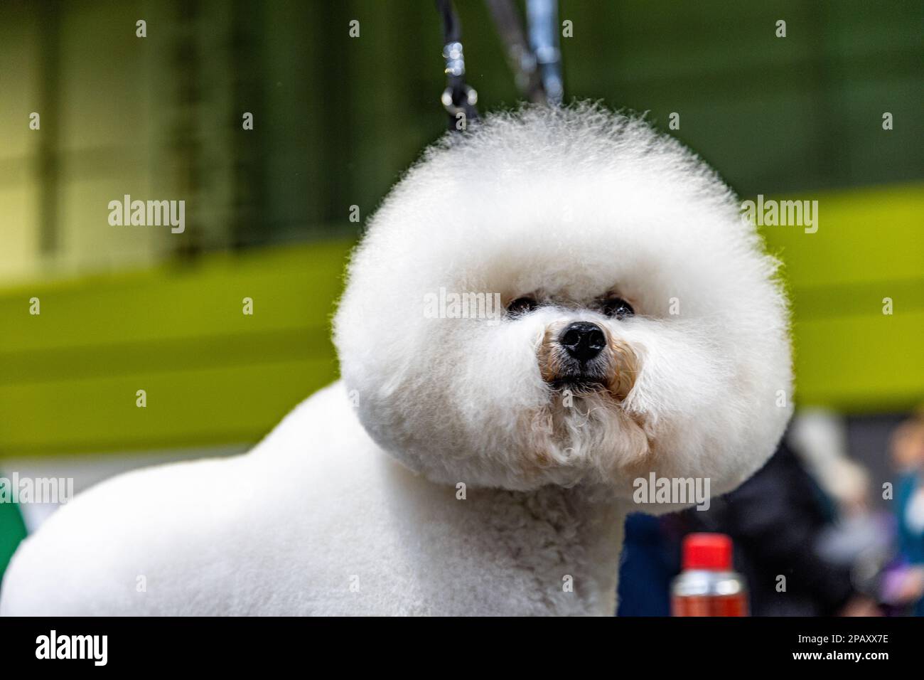 Birmingham, UK. 12 March 2023. Maddox, the Bichon Fries from Barcelona ...