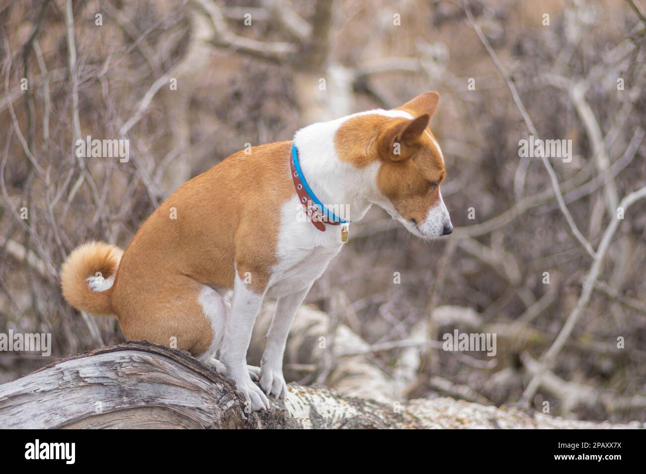 Basenji dog sitting on a white poplar tree branch at early spring and ...