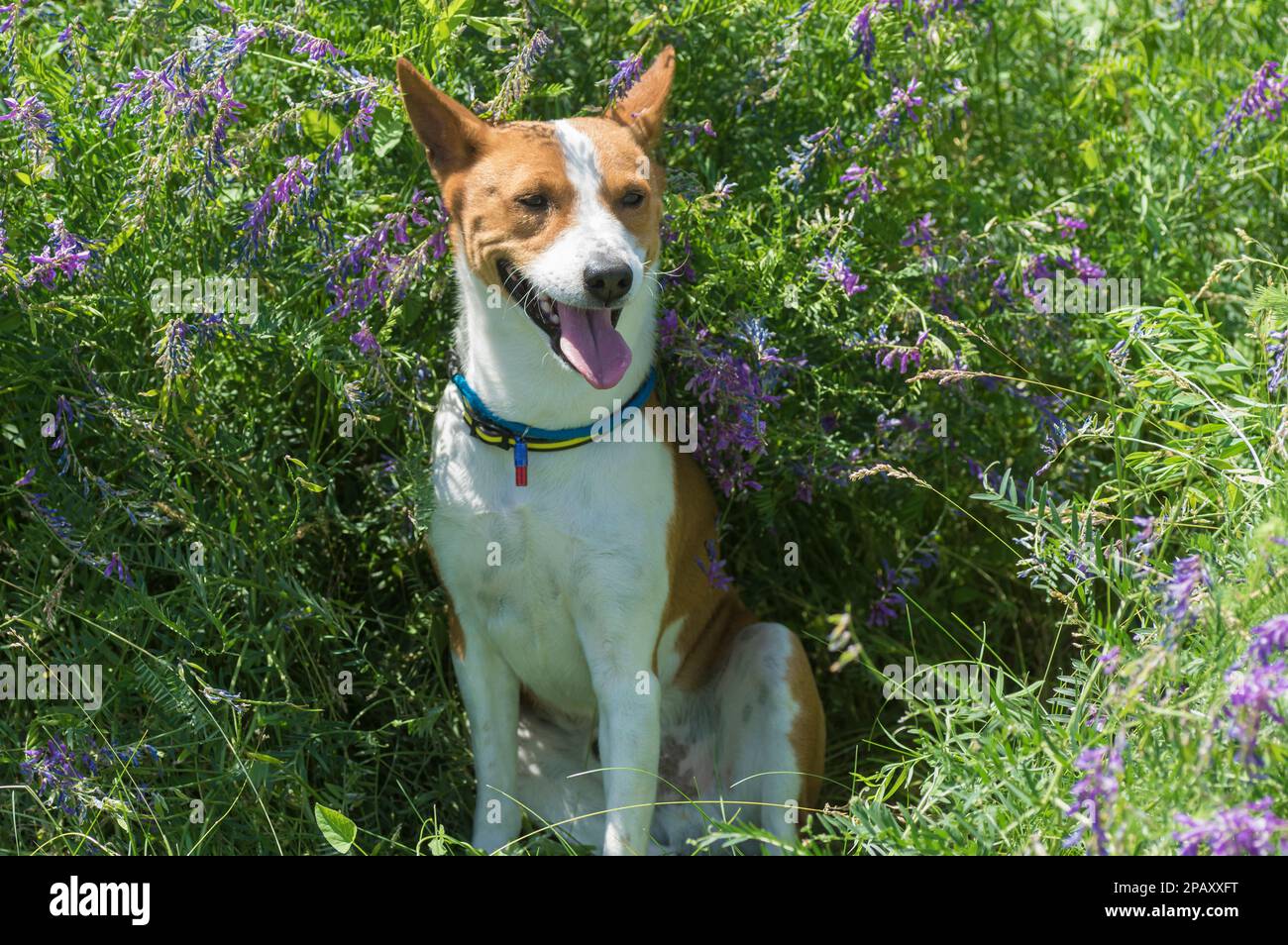 Portrait of mature Basenji dog resting in the shadow of wild flowers ...