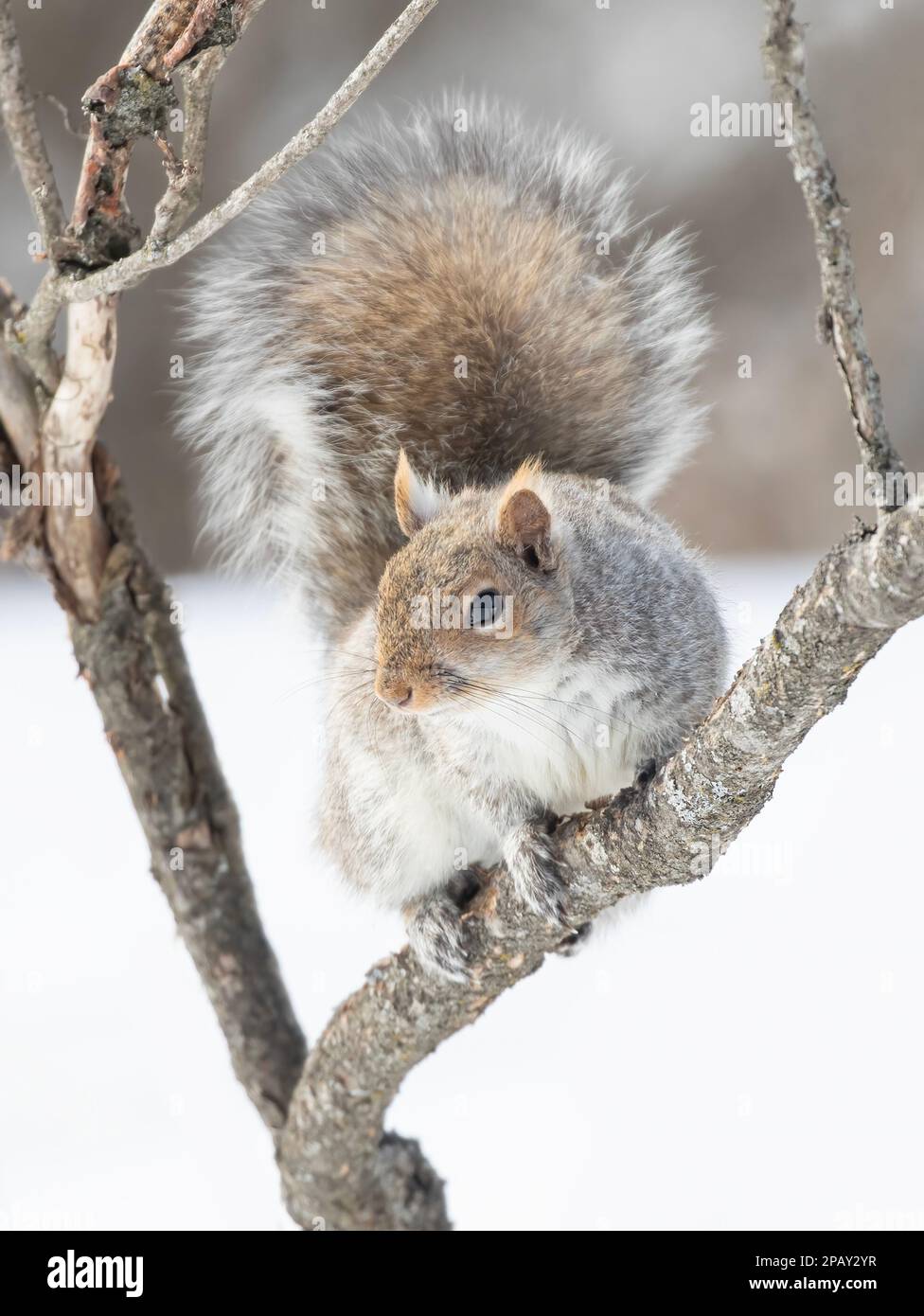 Grey squirrel posing on a tree branch in winter near the Ottawa river ...
