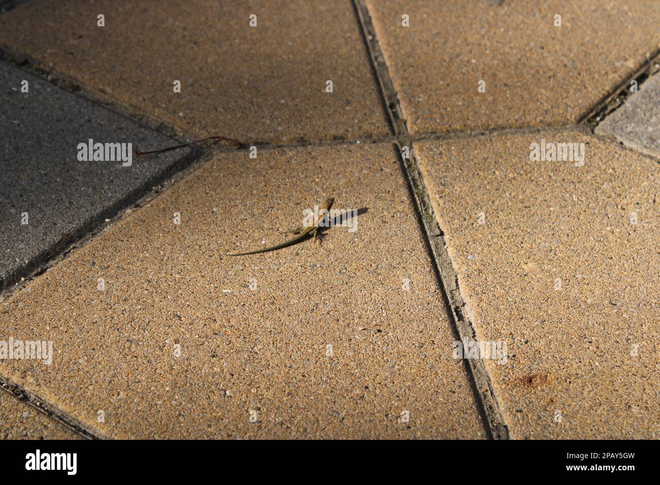 Light brown lizard hi-res stock photography and images - Alamy