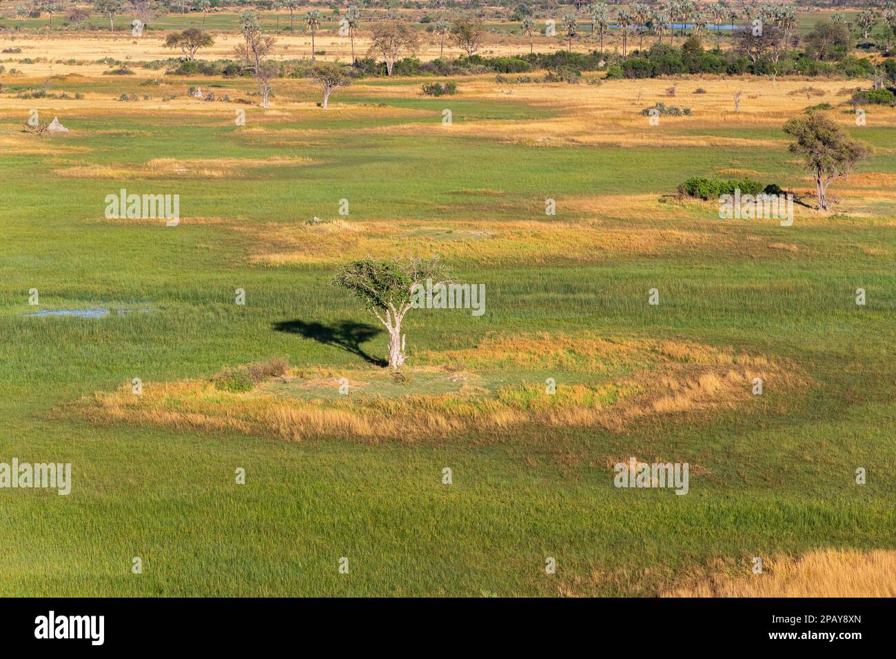 Aerial view of the countryside, animal paths, tree and green grassland ...