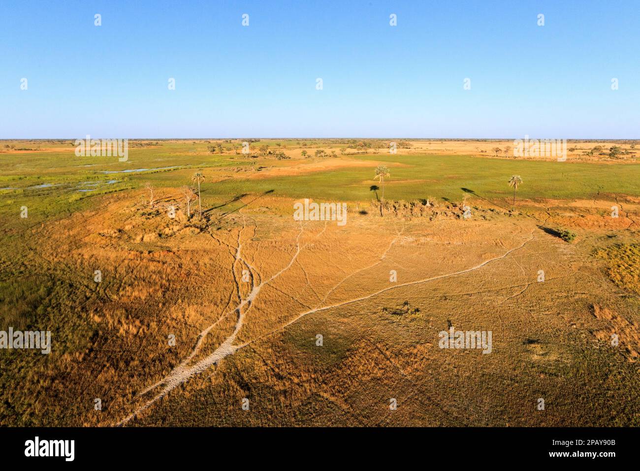 Aerial view of the countryside, animal paths, palm trees and green ...