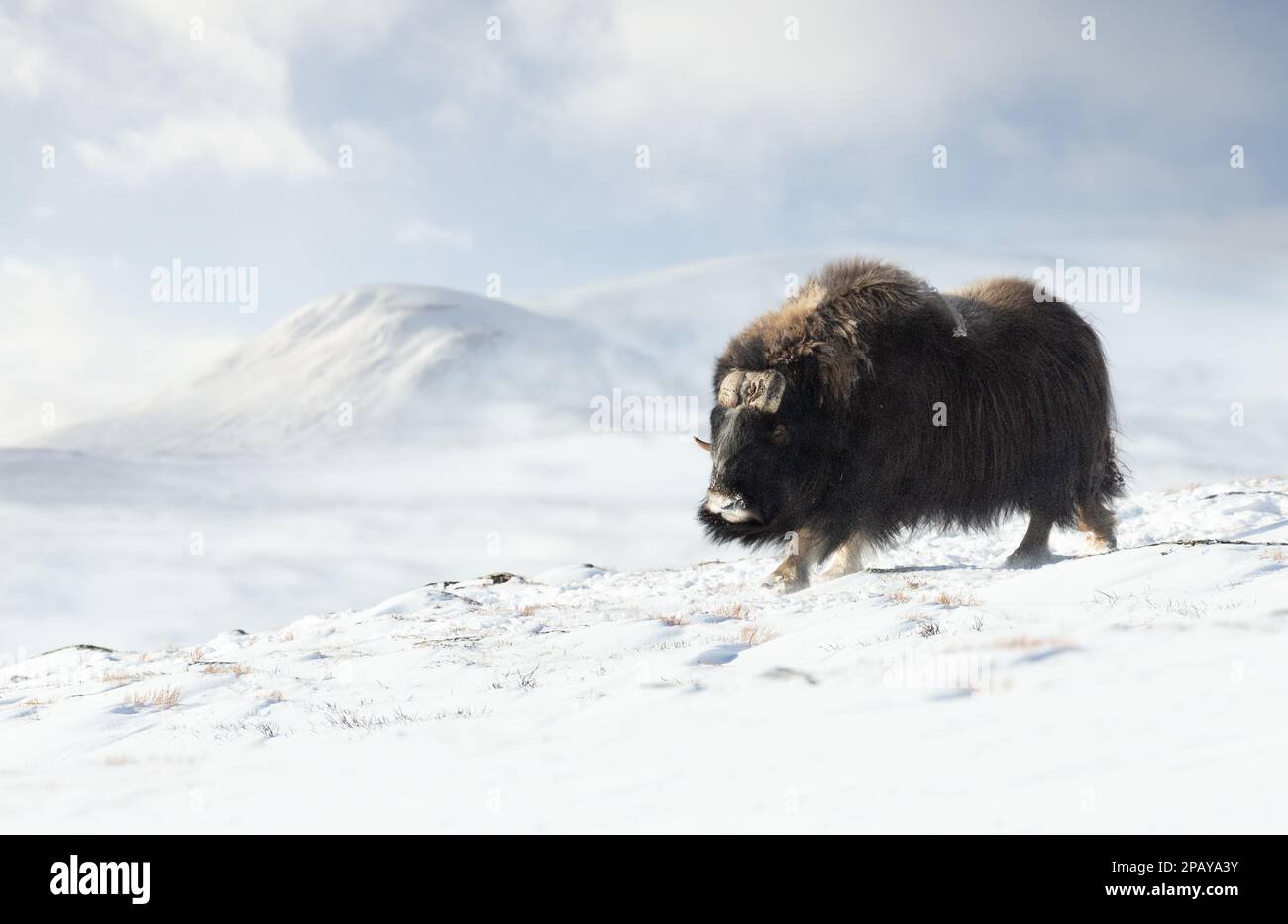 Muskoxen ovibos moschatus at a wildlife park in northern norway hi-res ...