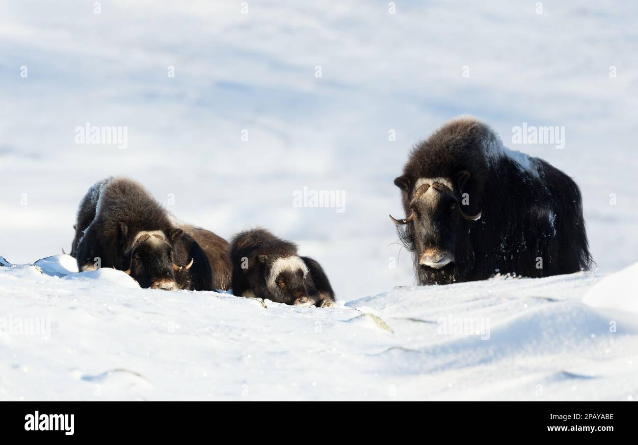 Group of Musk Ox in Dovrefjell mountains in winter, Norway Stock Photo ...