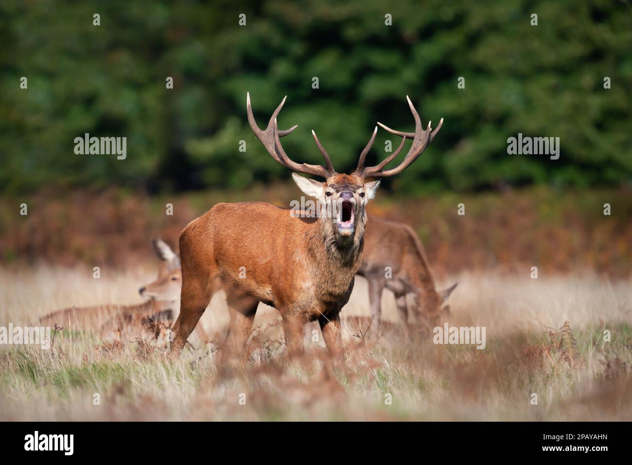 Red deer calling during the rut in autumn, UK Stock Photo - Alamy