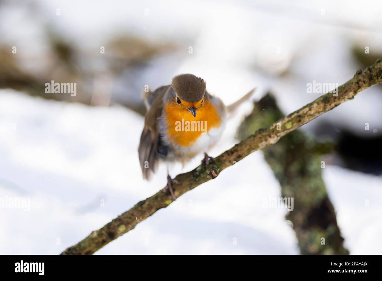 British Robin in the snow at Paddle Gorge in the Peak District National ...