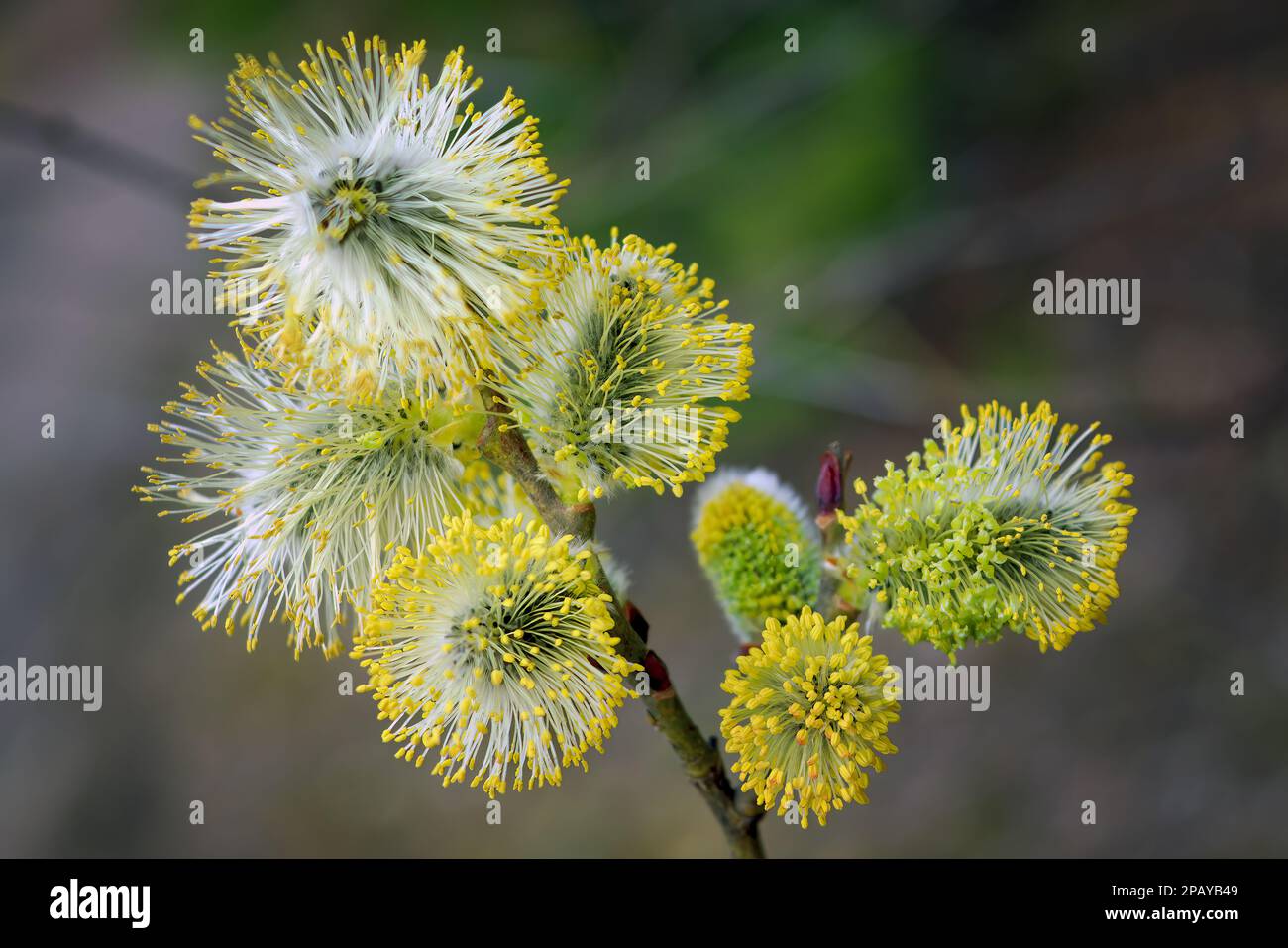 Fluffy willow buds. Willow kittens. Willow branches with soft fluffy ...